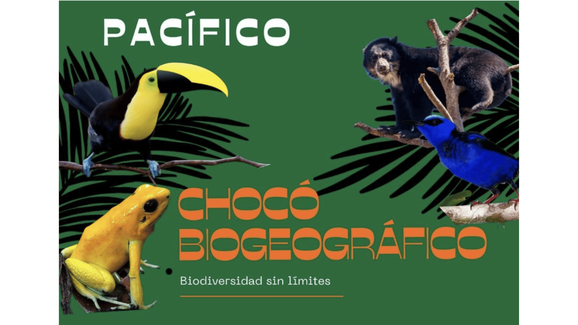 Mirada sobre la Conservación del Chocó Biogeográfico – Fundación ...